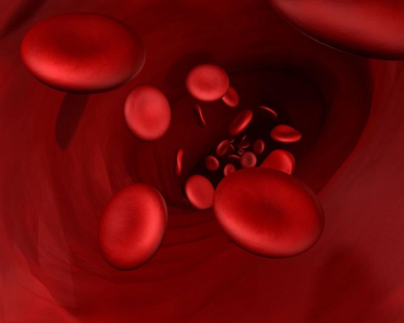Scientist: Blood Helps Us Think | Live Science