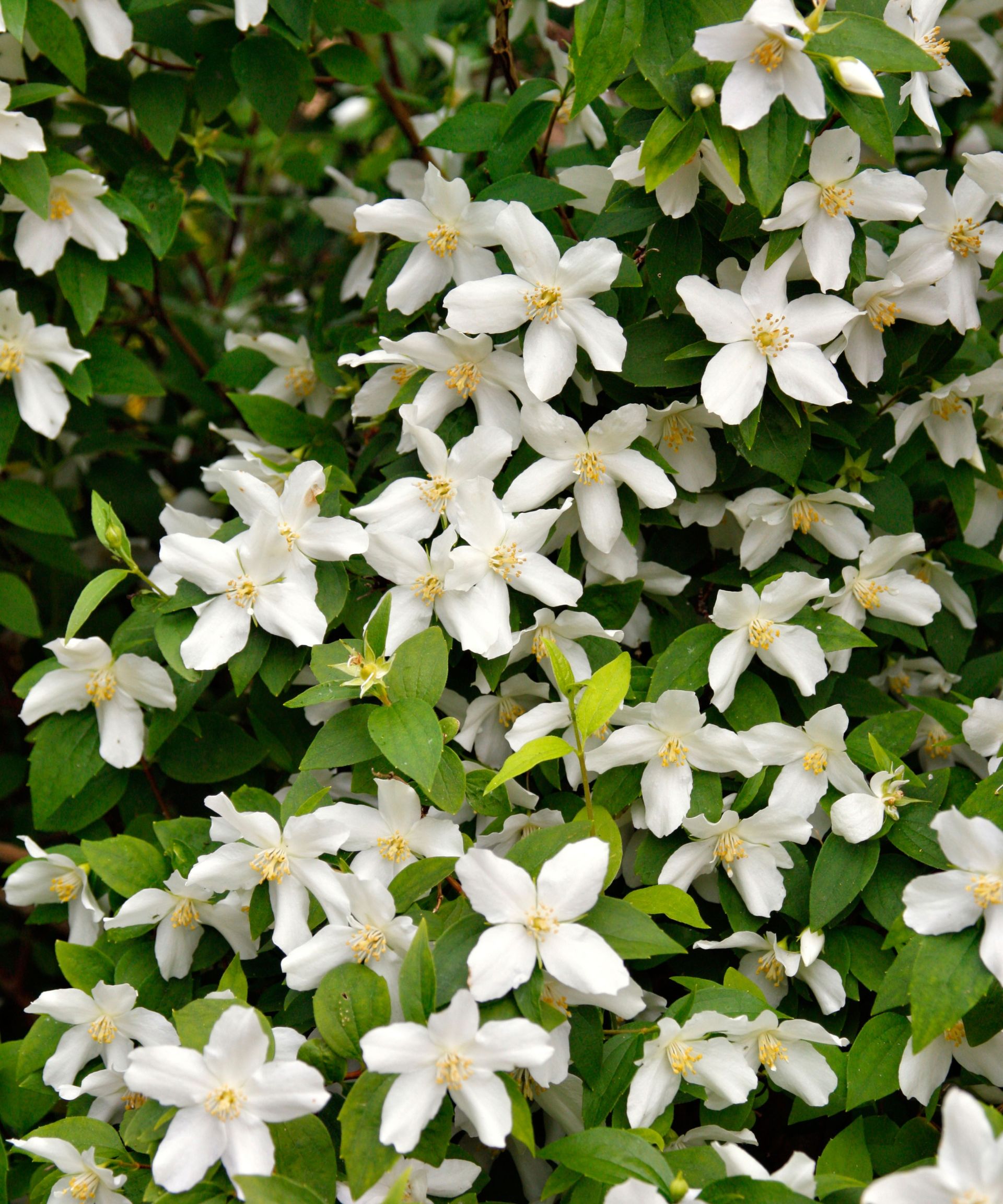 Mock orange varieties: 12 stunning types of philadelphus | Homes and ...