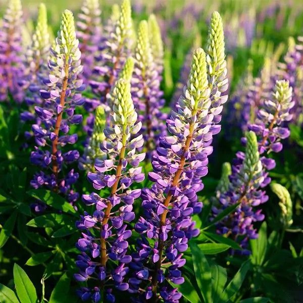 Native spring flowers to attract hummingbirds & pollinators | Homes and ...