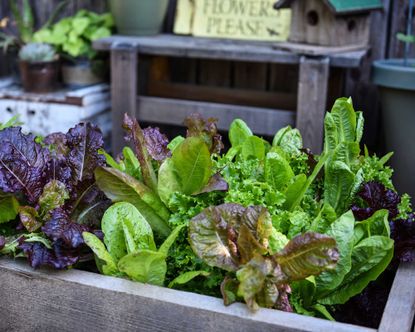 Fast-growing vegetables: 10 top picks for quick crops | Gardeningetc