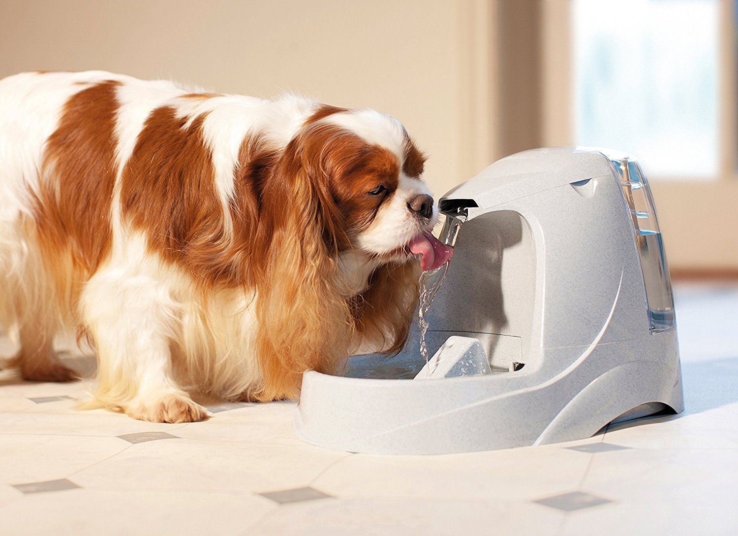Do you really need smart pet tech? | Real Homes