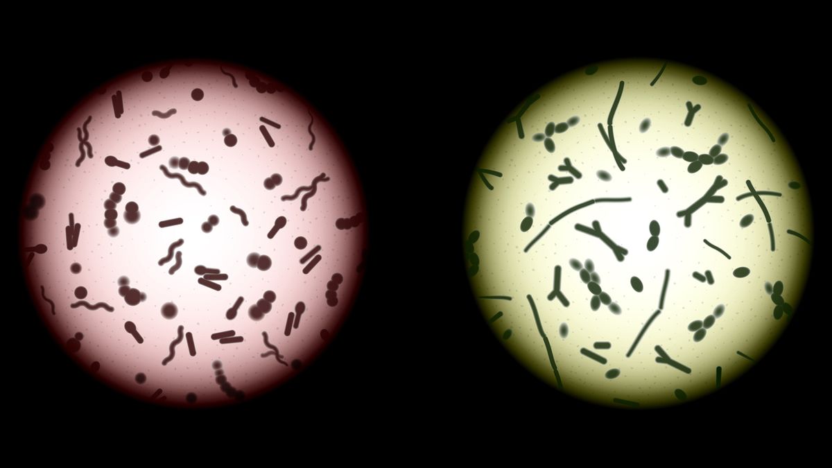 The Ins and Outs of Fecal Transplants | Live Science