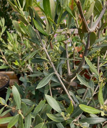How to prune olive trees: the best ways and when to prune | Homes and ...
