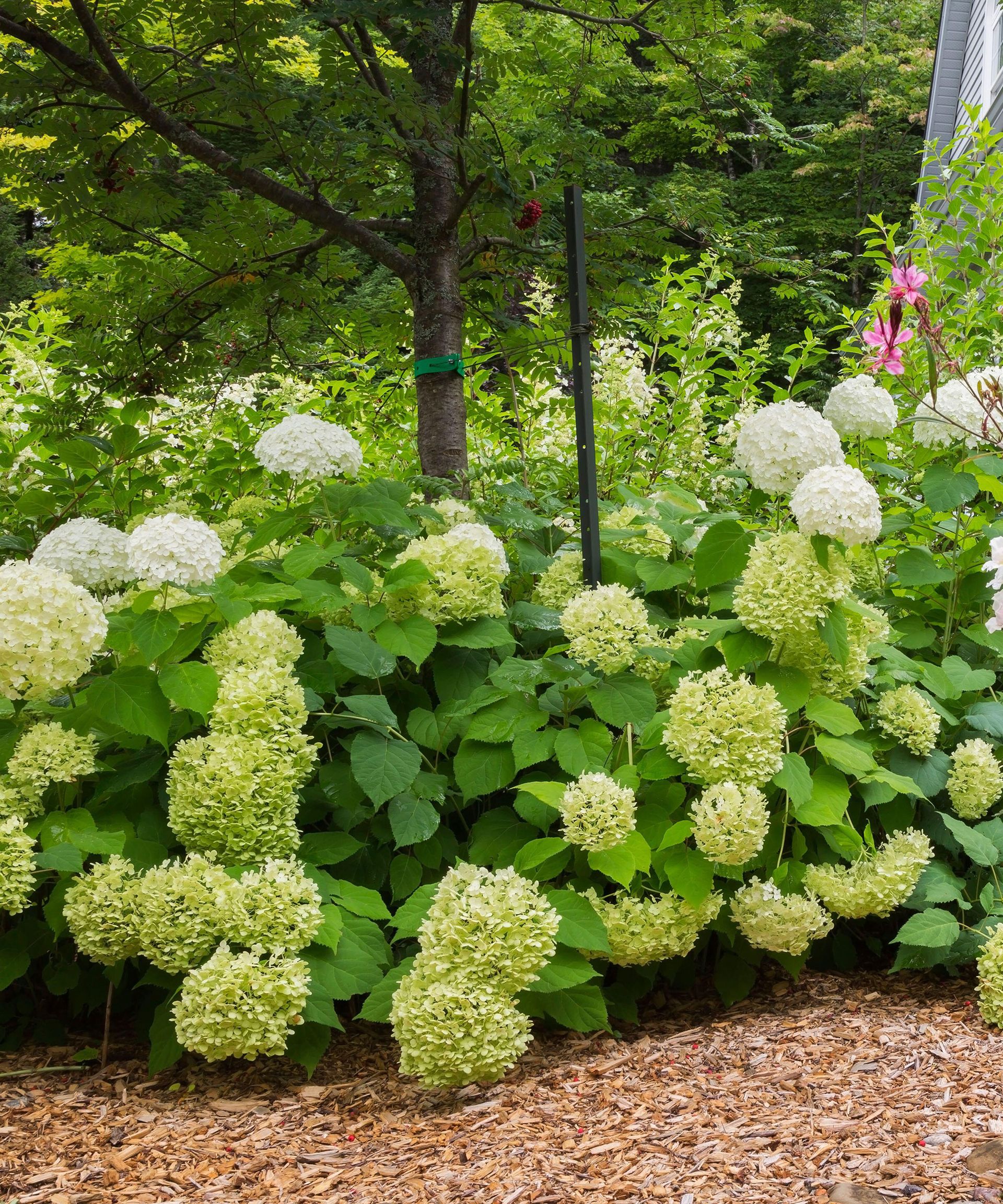 Garden expert reveals why worms can improve your hydrangeas | Gardeningetc