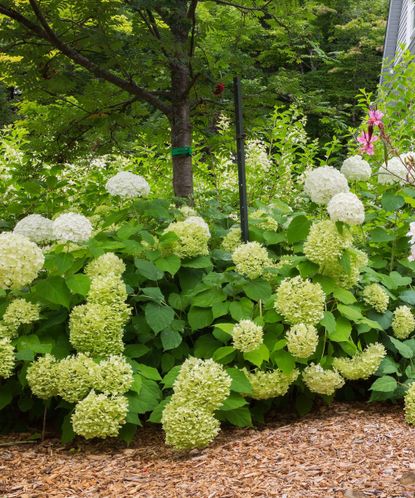 Garden expert reveals why worms can improve your hydrangeas | Gardeningetc