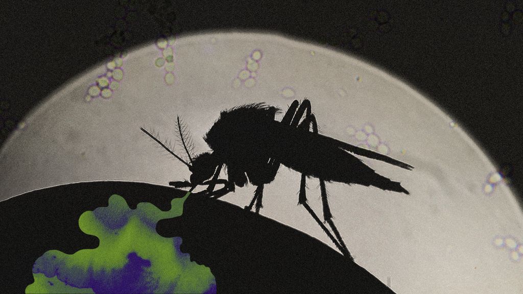 The drug nitisinone can poison mosquitoes | The Week