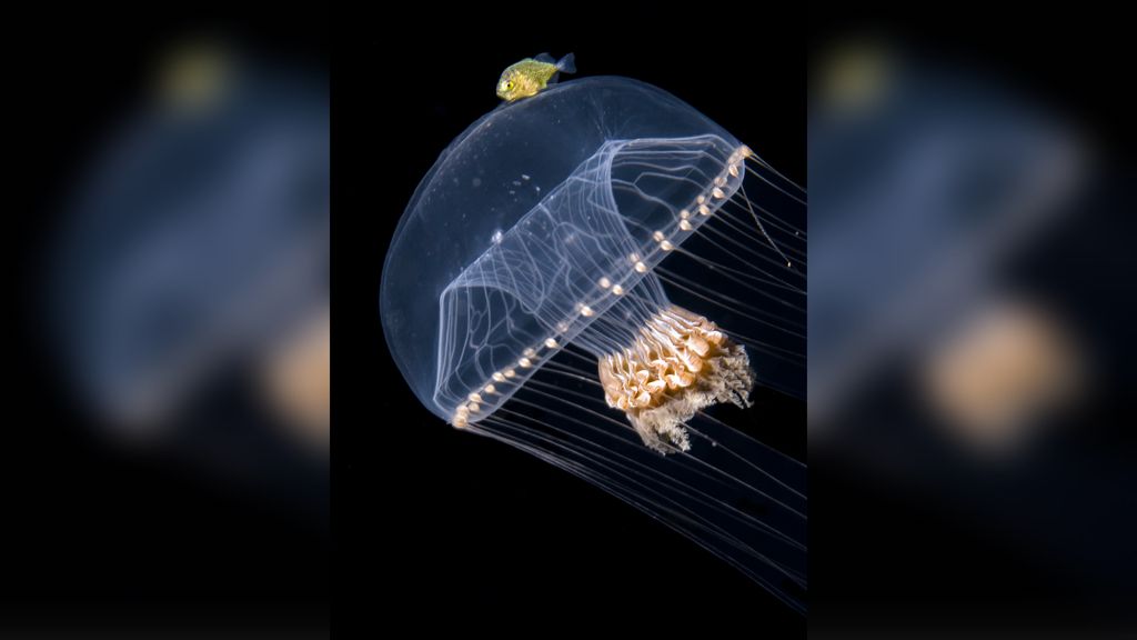 Jellyfish elevator carrying fish from ocean depths captured in weird ...