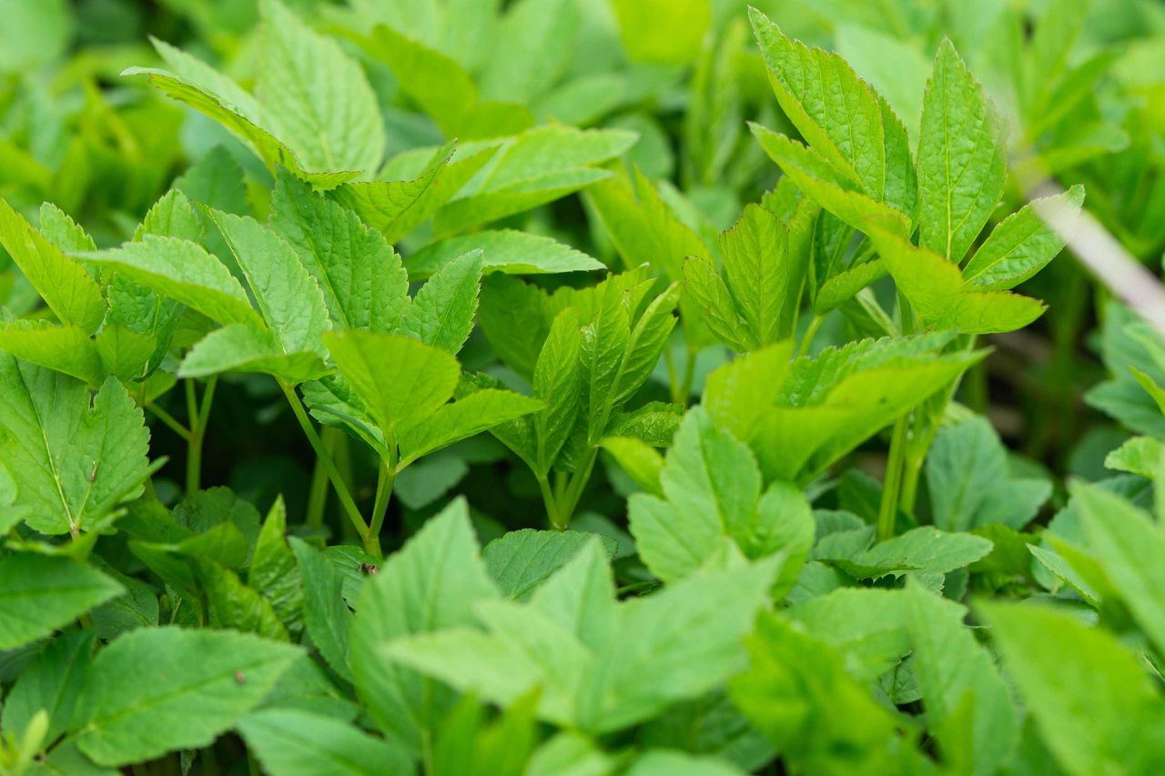 How to get rid of weeds and stop them from spreading: remove these ...