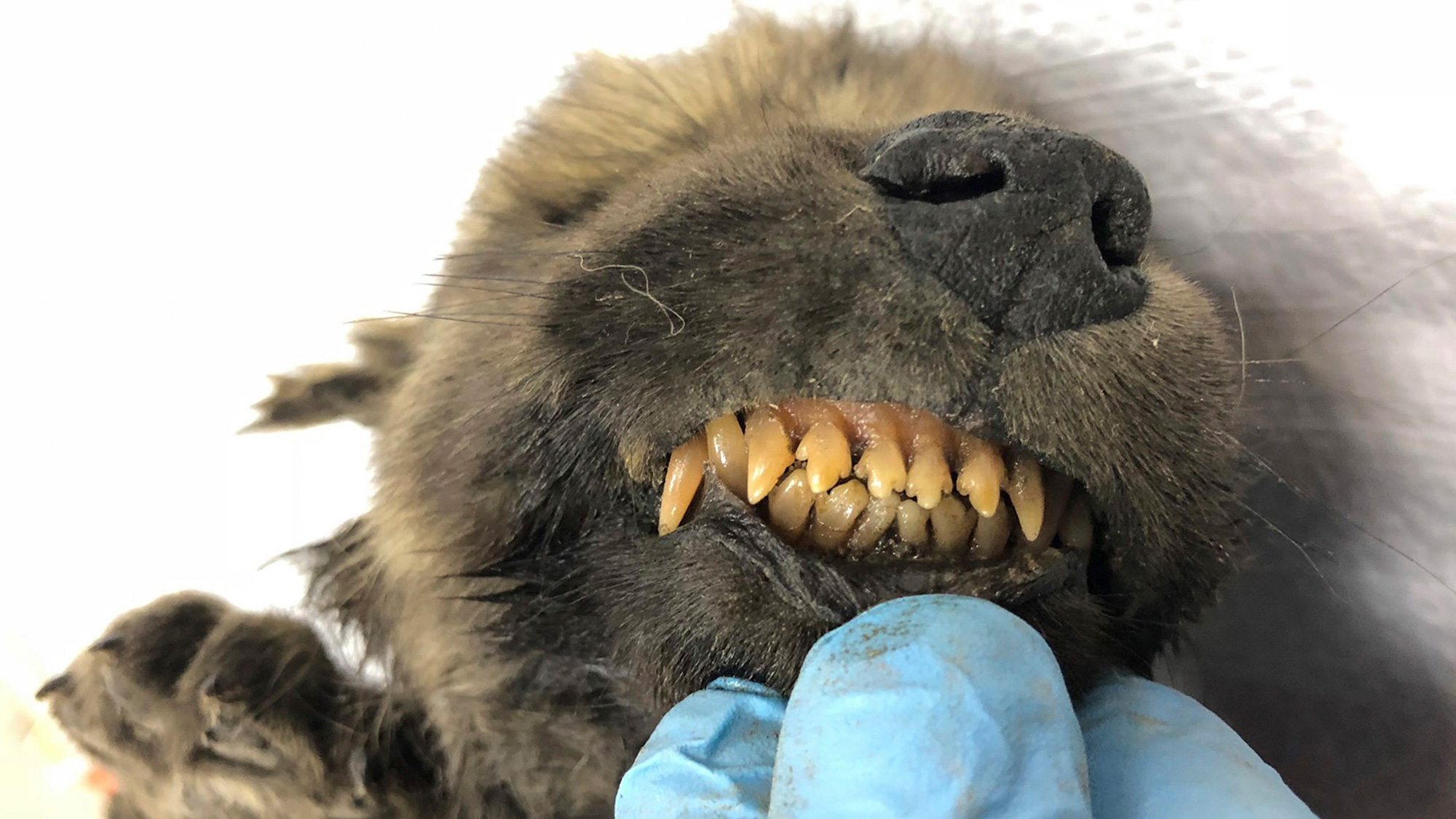 Mummified Pup Died In Siberia 18 000 Years Ago And Might Be A Wolf Mummified Pup Died In Siberia 18 000 Years Ago And Might Be A Wolf