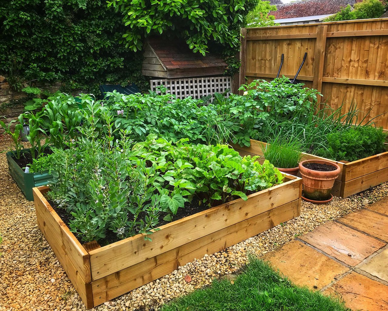 Crop rotation: a guide to healthier, more abundant veg | Gardeningetc