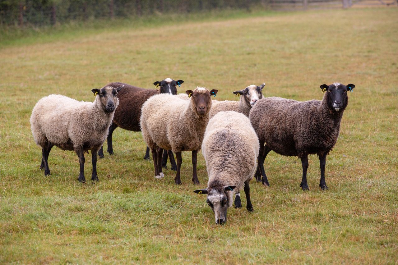 The rise of primitive sheep: Why our own Scottish sheep win top marks ...