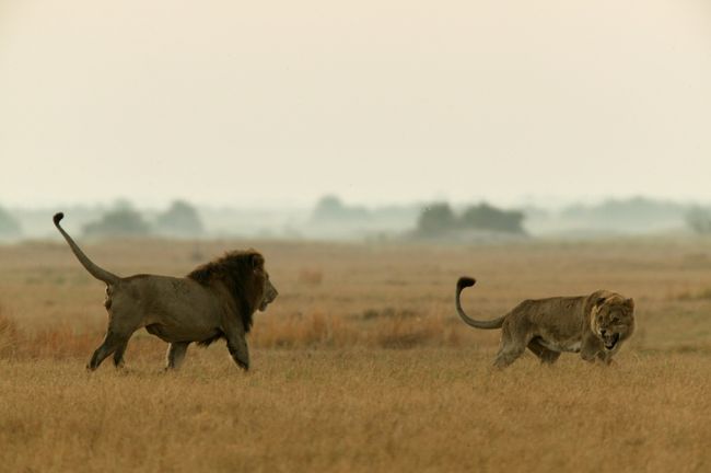 Meet Botswana's Okavango Delta lions — one of the largest cats on Earth ...