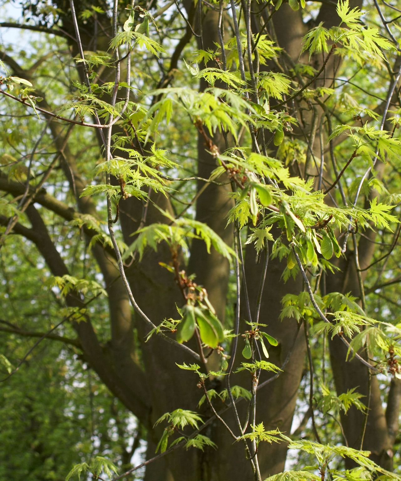 7 of the best trees for climate change | Homes and Gardens