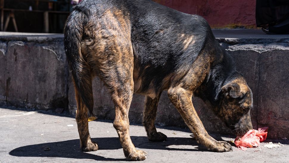 32 diseases you can catch from animals | Live Science