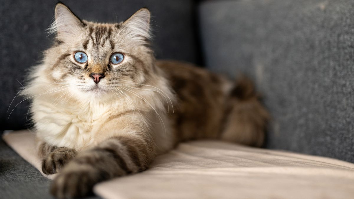 32 types of show-breed cats | PetsRadar