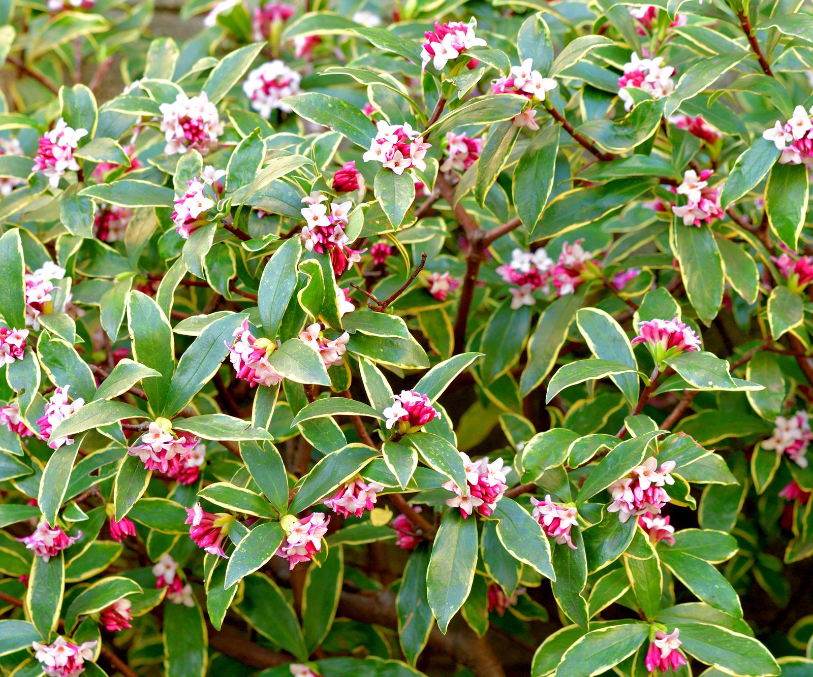 7 Fragrant Hedge Plants For Heavenly Floral Boundaries | Gardening Know How