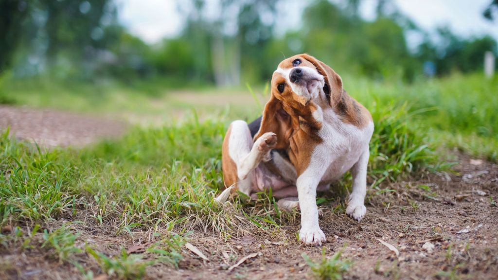 Flea allergy dermatitis in dogs | PetsRadar