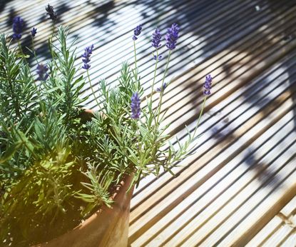 How to grow lavender in pots: expert tips for success | Homes and Gardens