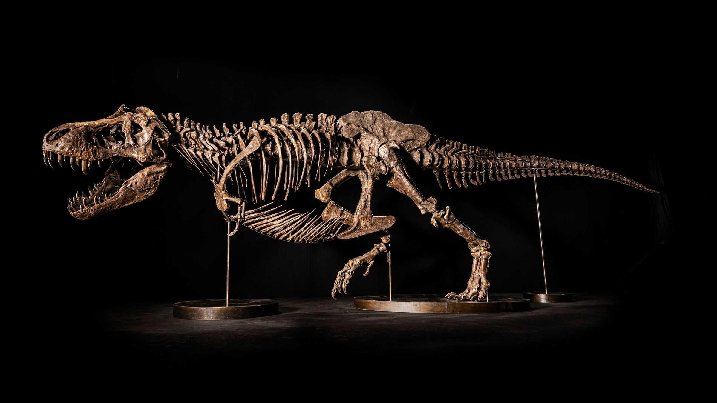 Spectacular T. rex skeleton may fetch $25 million at auction (the new ...