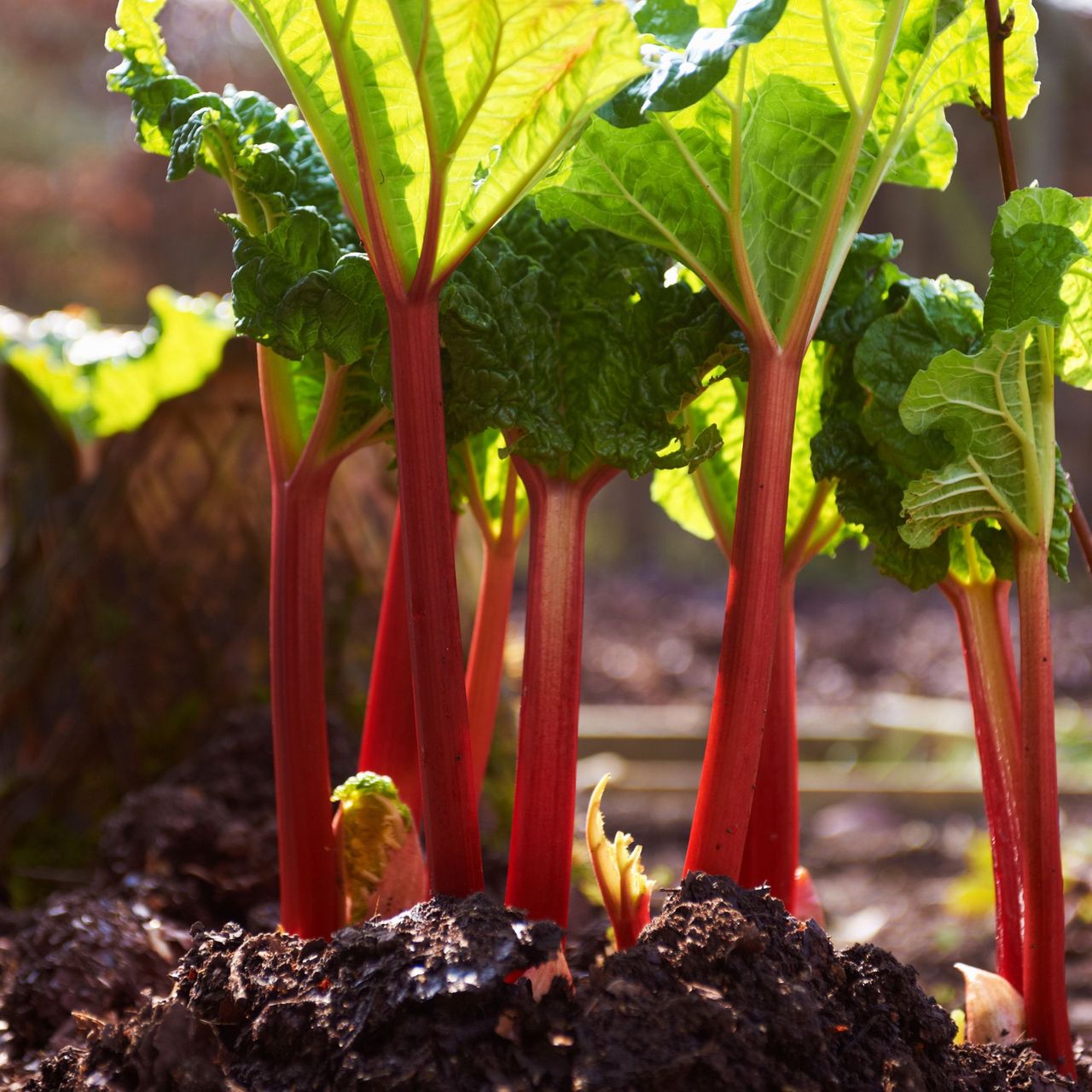 How to grow rhubarb from seeds and crowns | Ideal Home