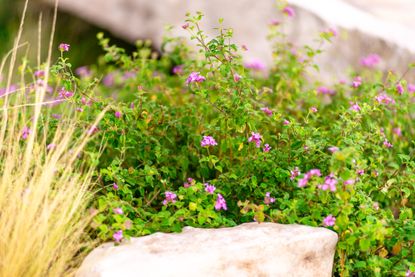 Plants that like full sun and heat | Livingetc