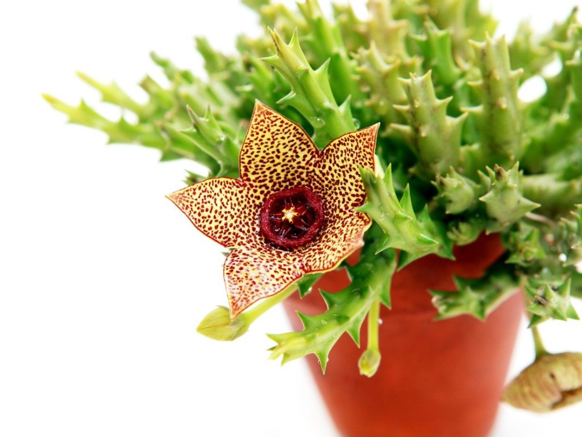 5 Plants Star Wars Fans Will Love | Gardening Know How