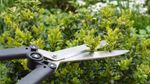 How to prune blackcurrants - tips to trim correctly | Homes and Gardens
