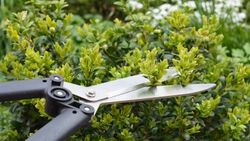 How to prune blackcurrants - tips to trim correctly | Homes and Gardens