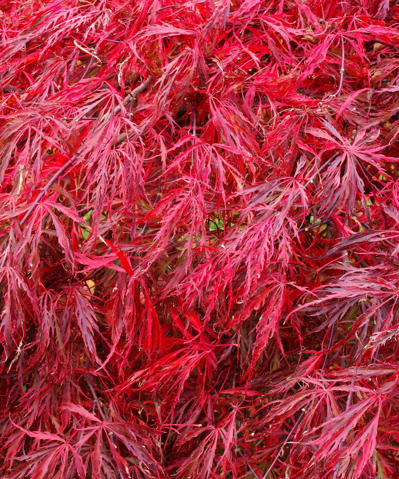 Best fall containers: 16 easy options for potted stunners | Homes and ...