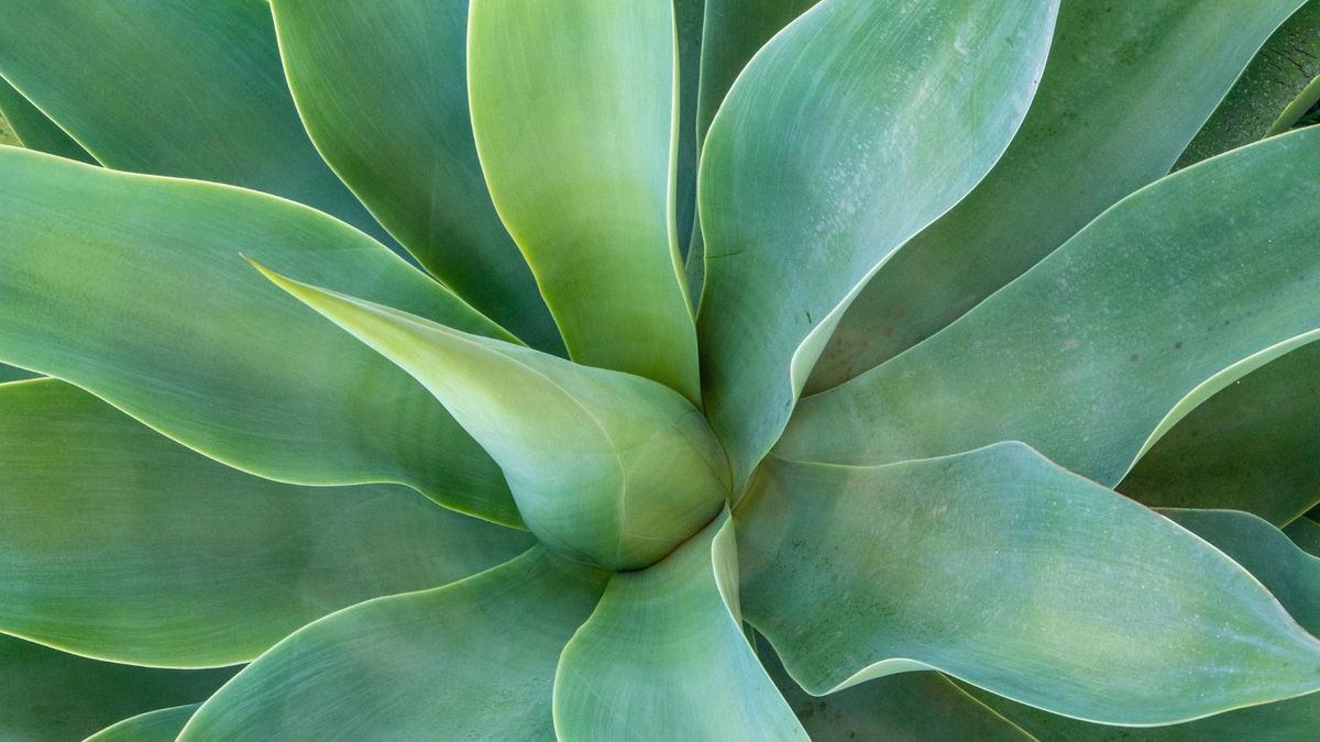 How to overwinter agave: 5 key steps and tips for success | Homes and ...