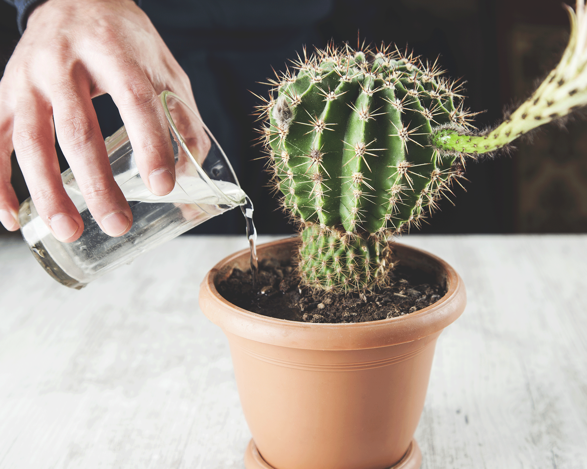 How to water a cactus: and the watering mistakes to avoid | Homes and ...