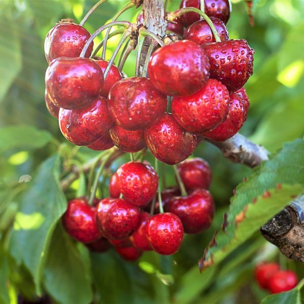 6 of the easiest fruit trees to grow for homegrown harvests | Homes and ...