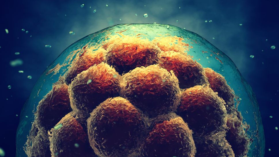 Influential panel recommends removing '14-day rule' on lab-grown ...