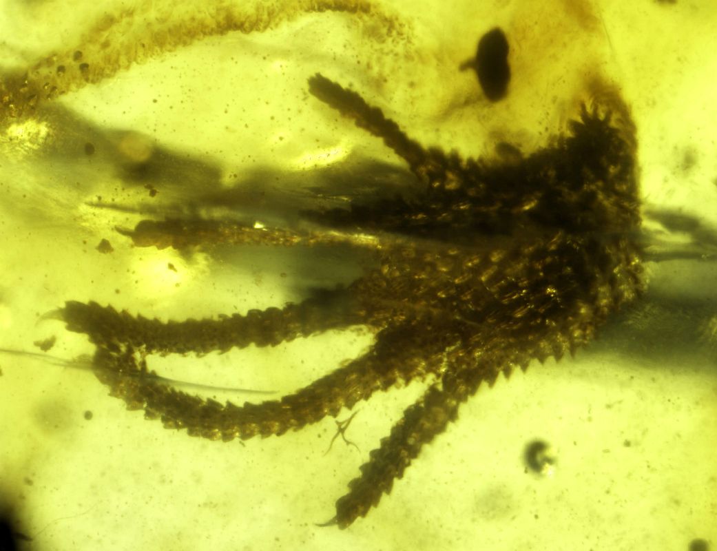 In Photos: Amber Preserves Cretaceous Lizards | Live Science