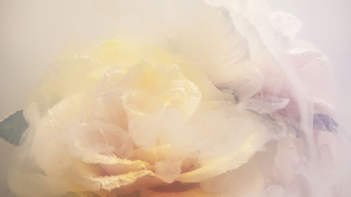 I photographed flowers in a fish tank and added milk to create a smoke ...