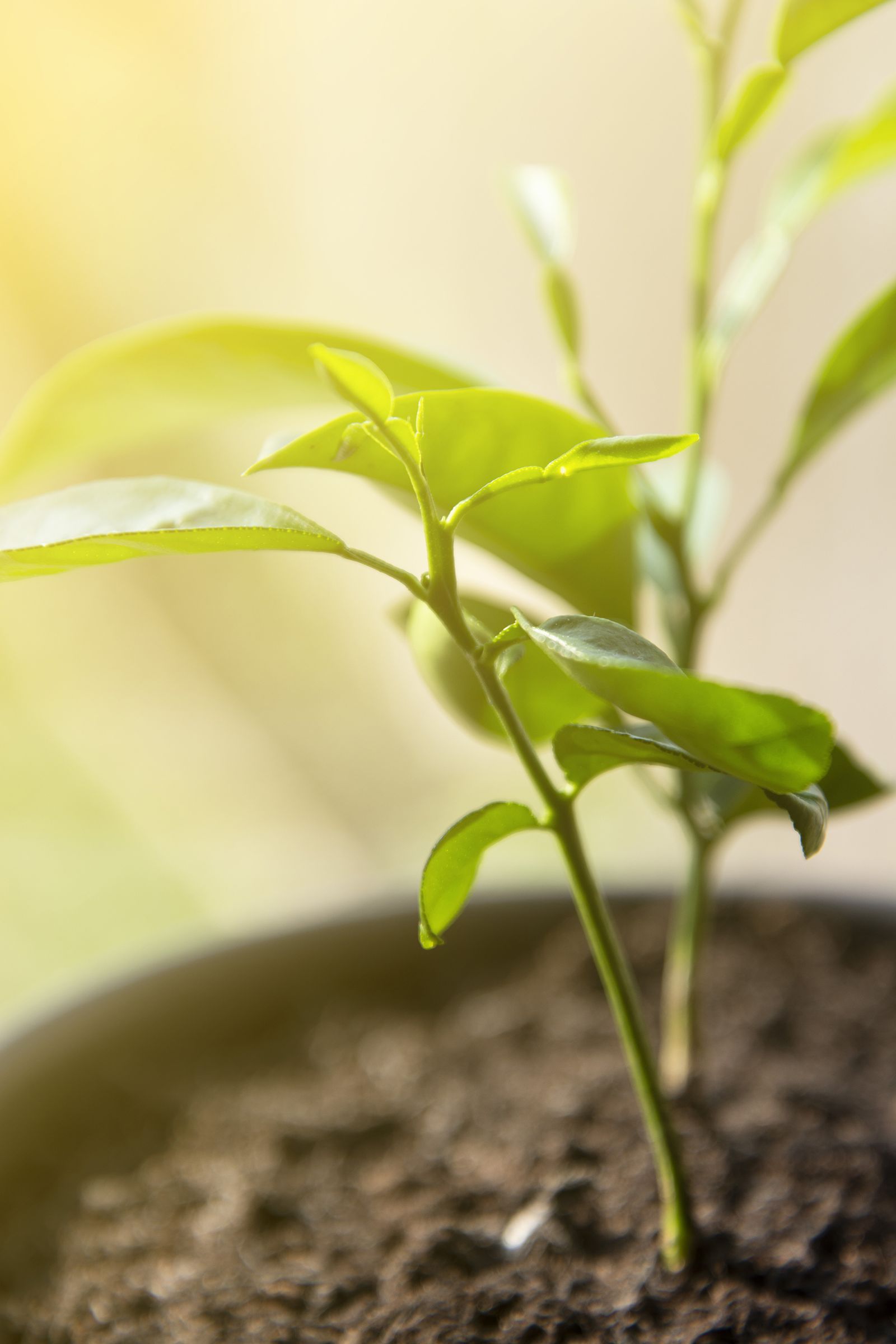 How to grow lemon from seed | Homes and Gardens