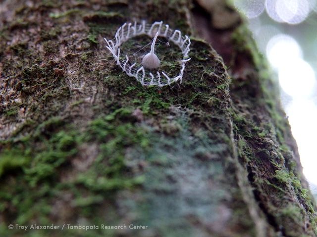 In Photos: Spiders Hatched from Web Towers | Live Science