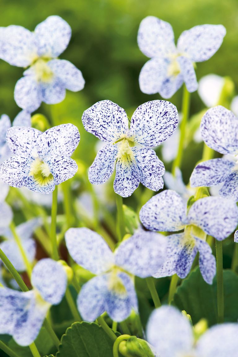 This most popular spring flower revealed - are you a fan? | Gardeningetc