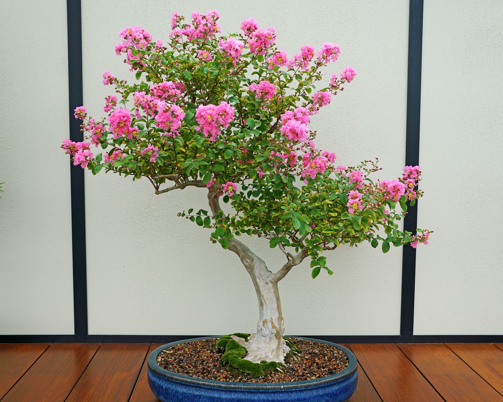 7 Unique Bonsai Trees You Should Grow For A Stunning, One-Of-A-Kind ...