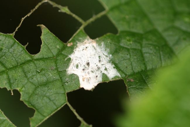 In Images: Spiders Camouflage Themselves as Bird Poop | Live Science