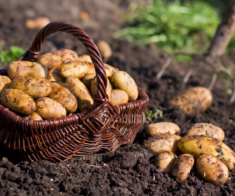 Best potato varieties: 12 top crops for your vegetable patch | Homes ...