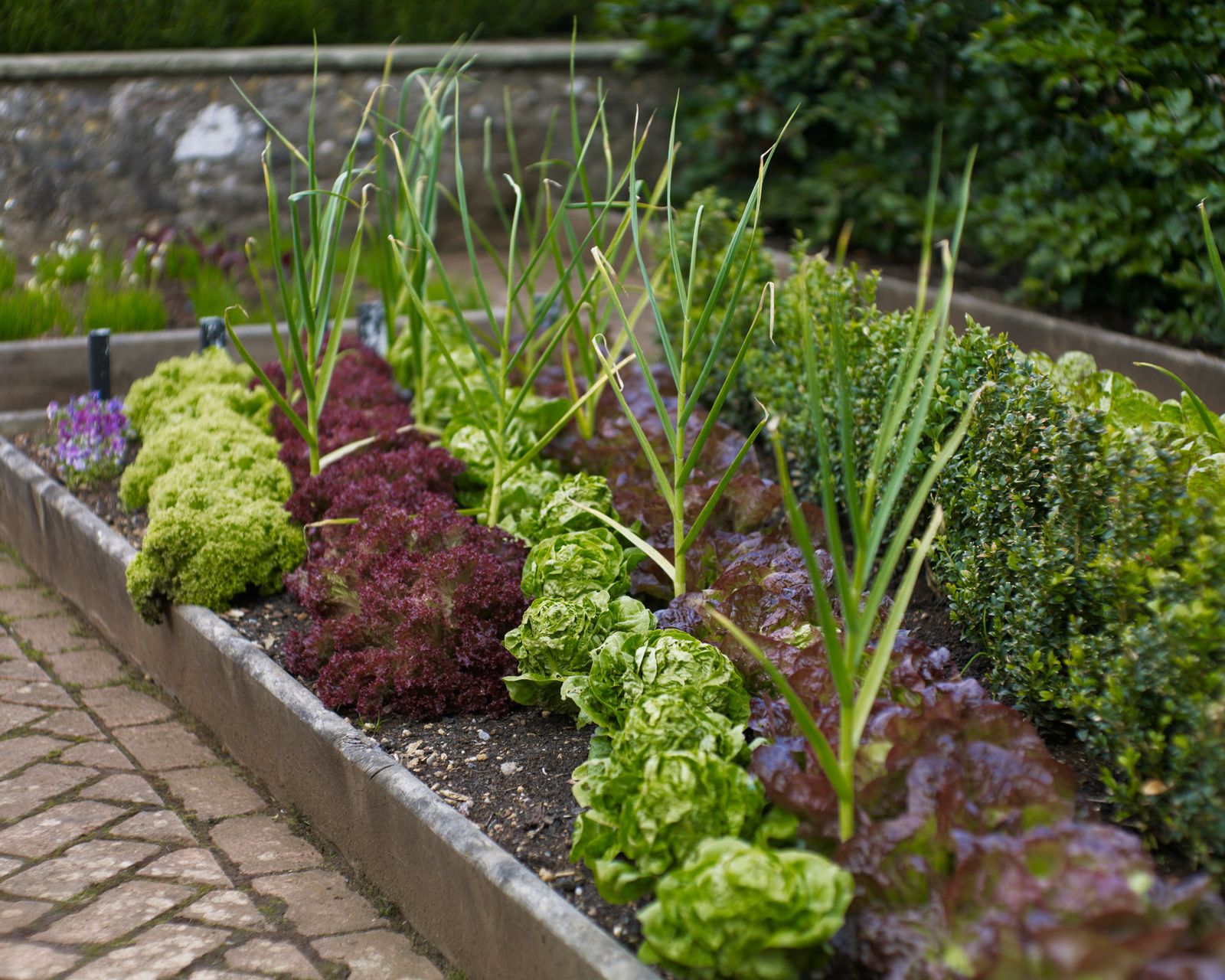 Guide to crop rotation: for the best vegetable harvests | Homes and Gardens