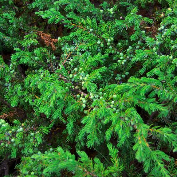 Tips & Information about Ideas & Inspiration - Page 8 | Gardening Know How