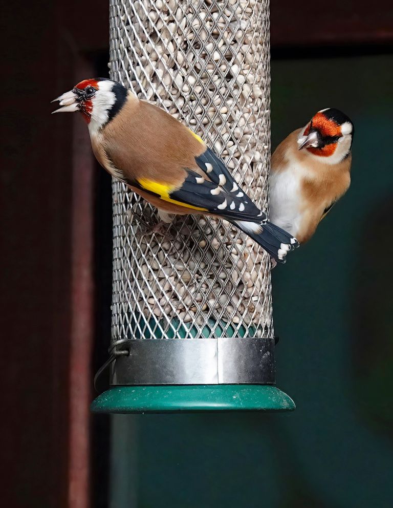 How to Keep 'Bully' Birds Away From Feeders | Livingetc