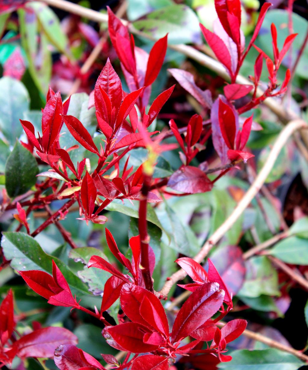 9 trees with red leaves for stunning garden color | Homes and Gardens