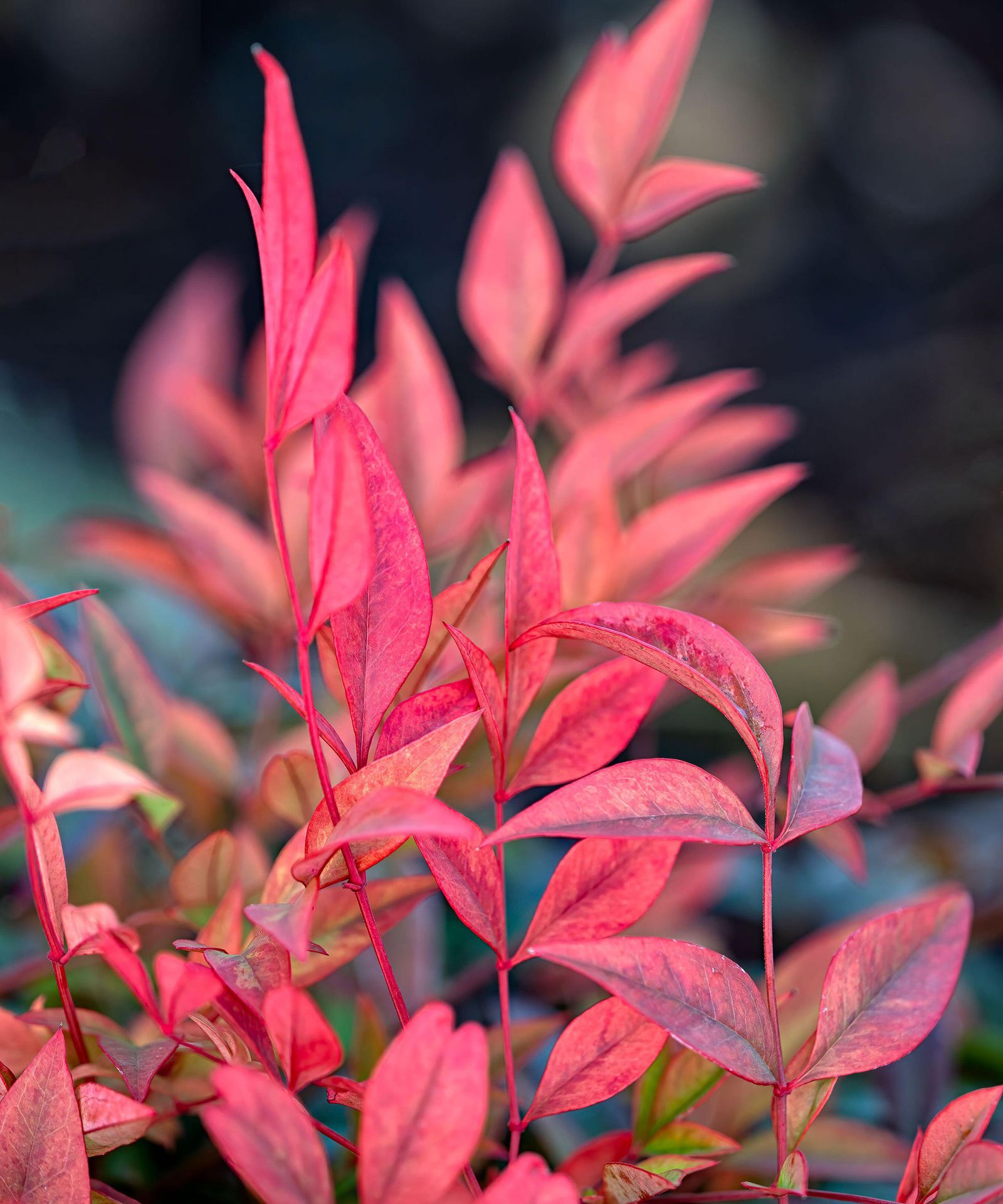 Low-maintenance shrubs: 11 easy-care options for every yard | Homes and Gardens