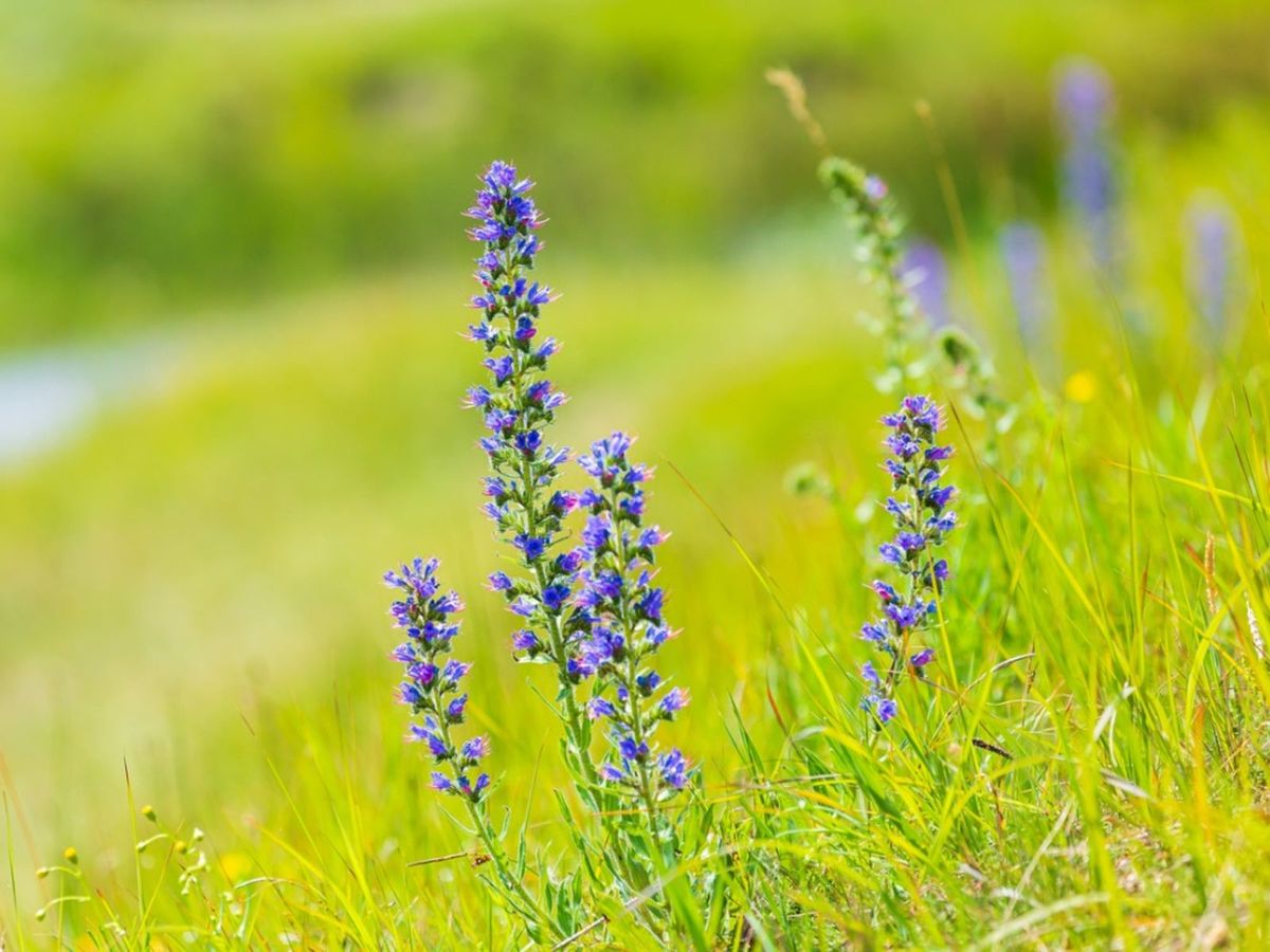 Viper's Bugloss Control - Tips For Managing Bugloss Blueweed Plants ...