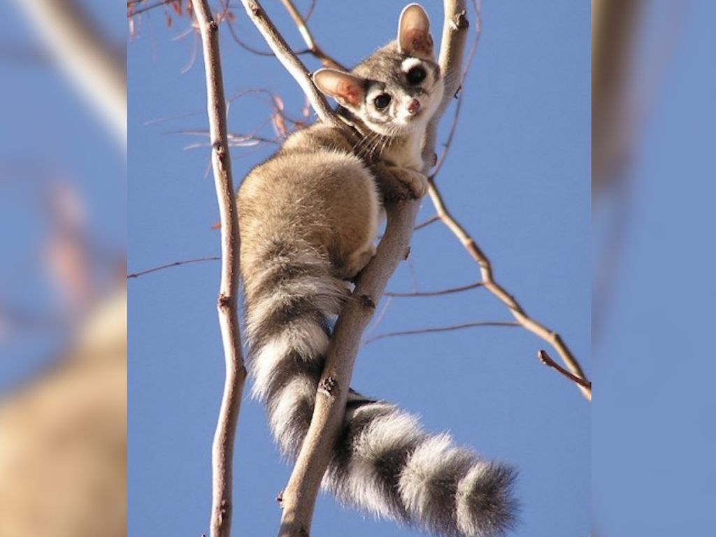 Ringtail Cats: Photos of the 'Cutest Animal in North America' | Live ...