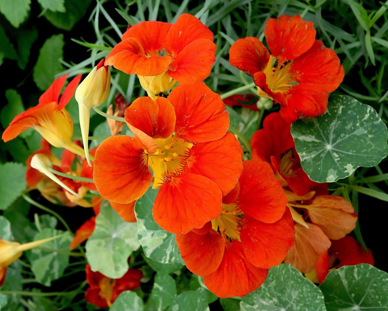 Nasturtiums care: how to grow these hard-working plants | Gardeningetc
