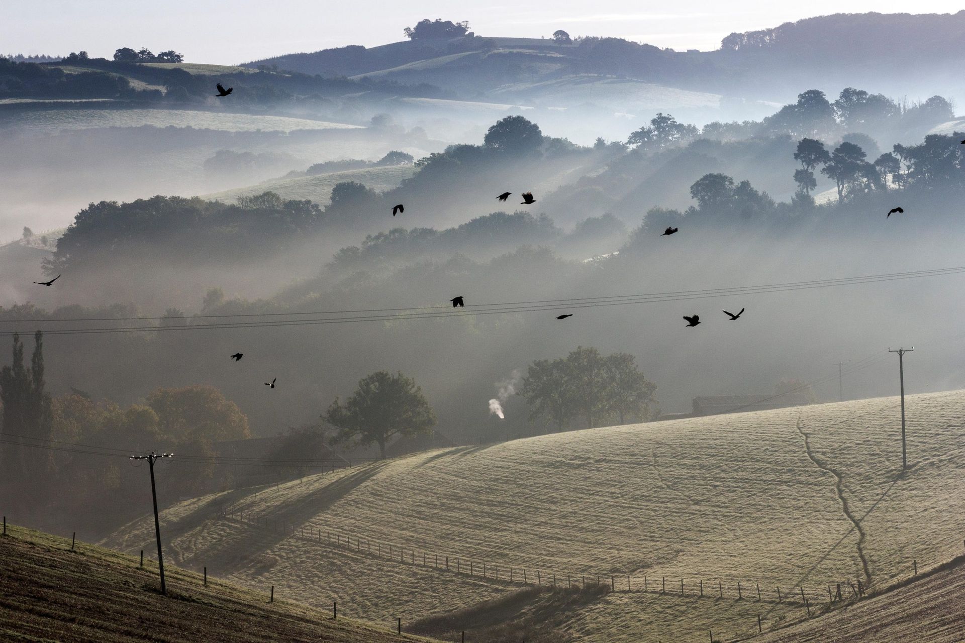 Telegraph poles: What you need to know by the man who is (quite ...